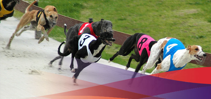 Mandurah 5 March - Greyhound Preview - TABtouch Blog